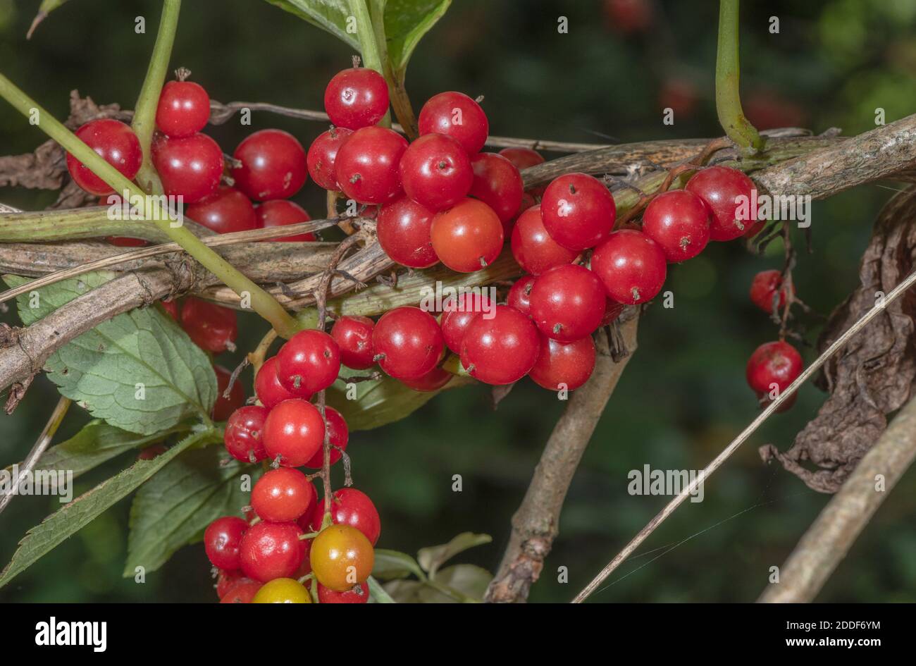 Black bryony tamus communis hi-res stock photography and images - Alamy