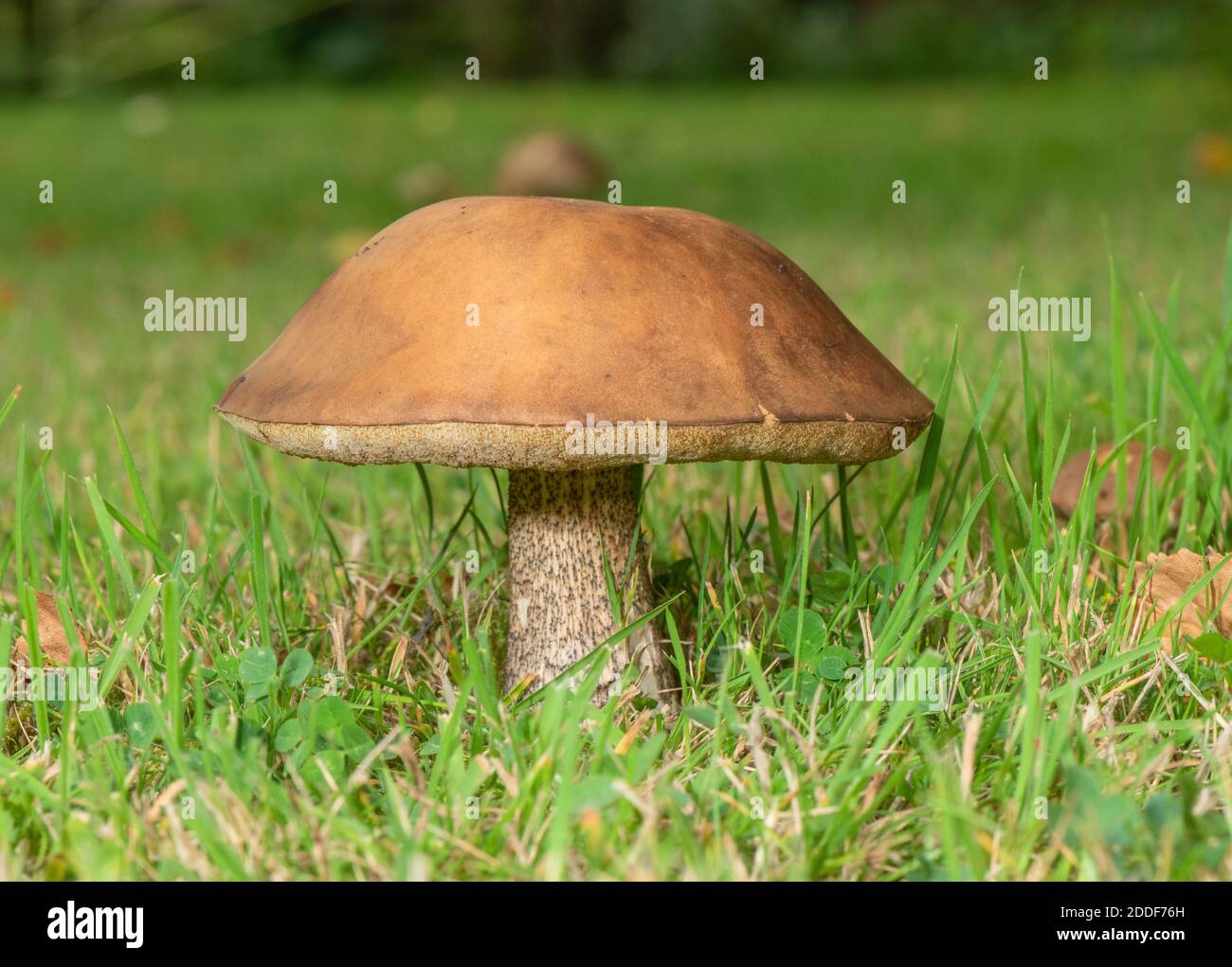 Brown Birch Bolete, Leccinum scabrum, on grassland under birches Stock ...