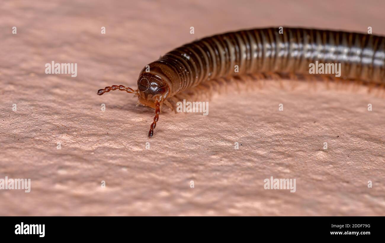 Parajulidae hi-res stock photography and images - Alamy