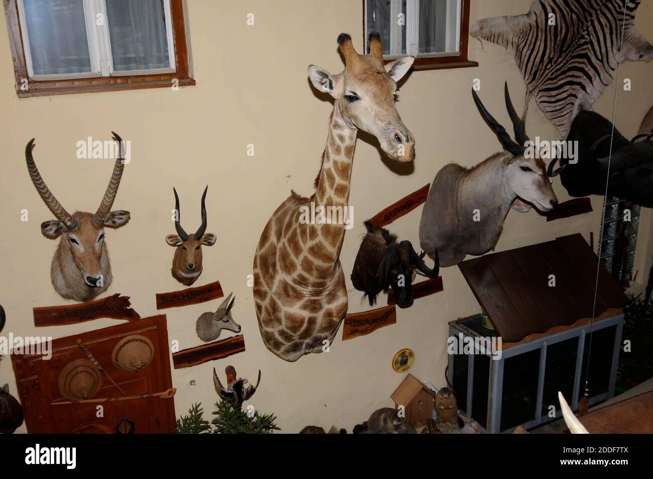 big game hunting trophies on the wall inside a house Stock Photo - Alamy