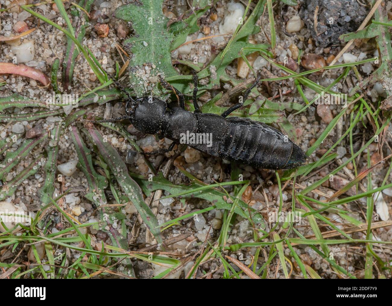 Devil's coach-horse beetle, Ocypus olens, on heathland, Dorset Stock ...