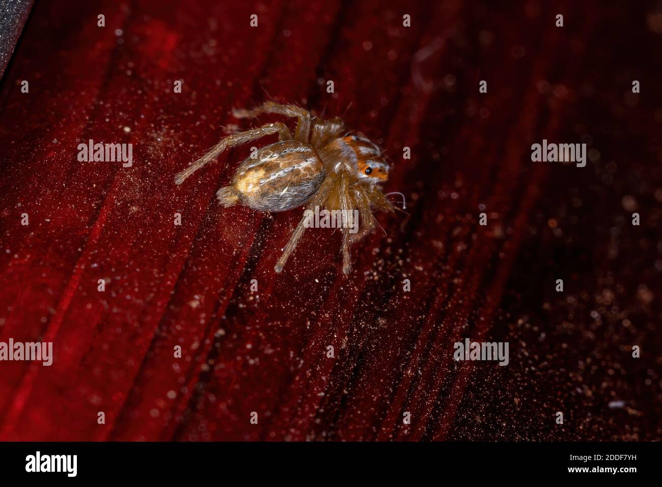 Jumping Spider of the Genus Chira Stock Photo - Alamy