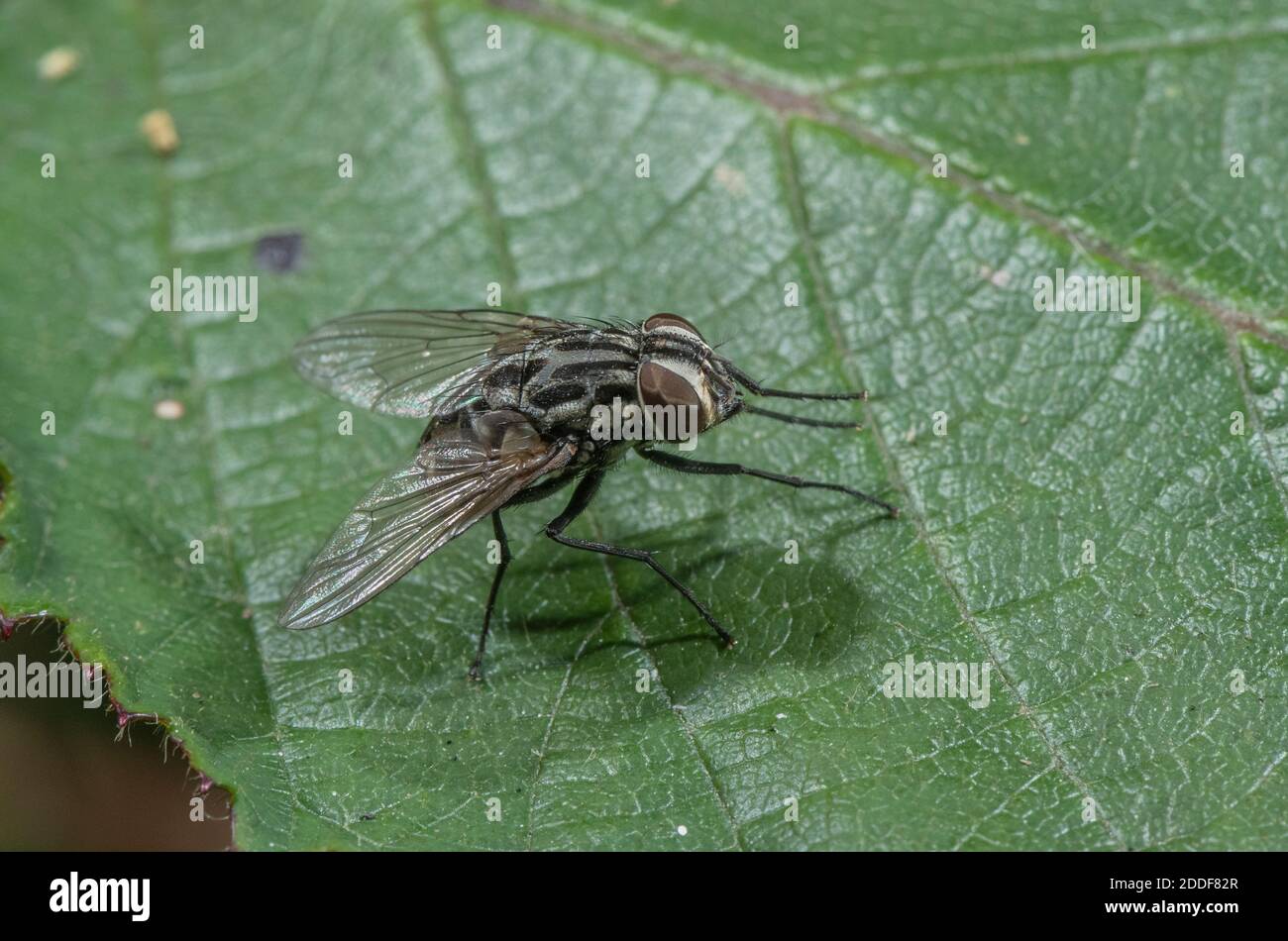 Dipteran fly hi-res stock photography and images - Alamy
