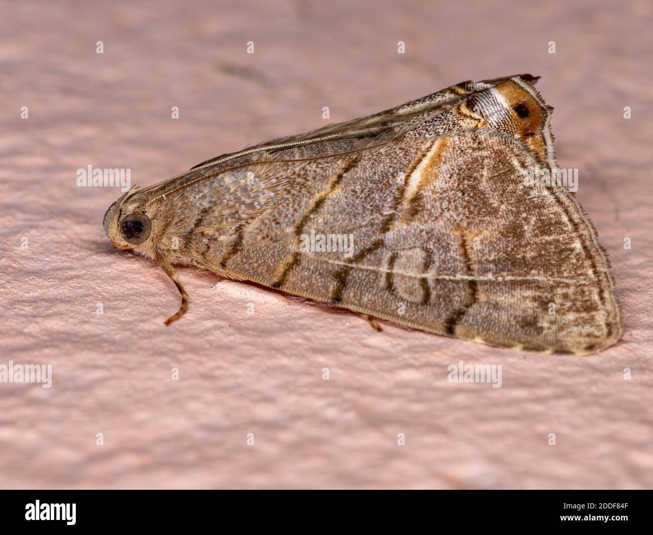 Blue underwing moth hi-res stock photography and images - Alamy