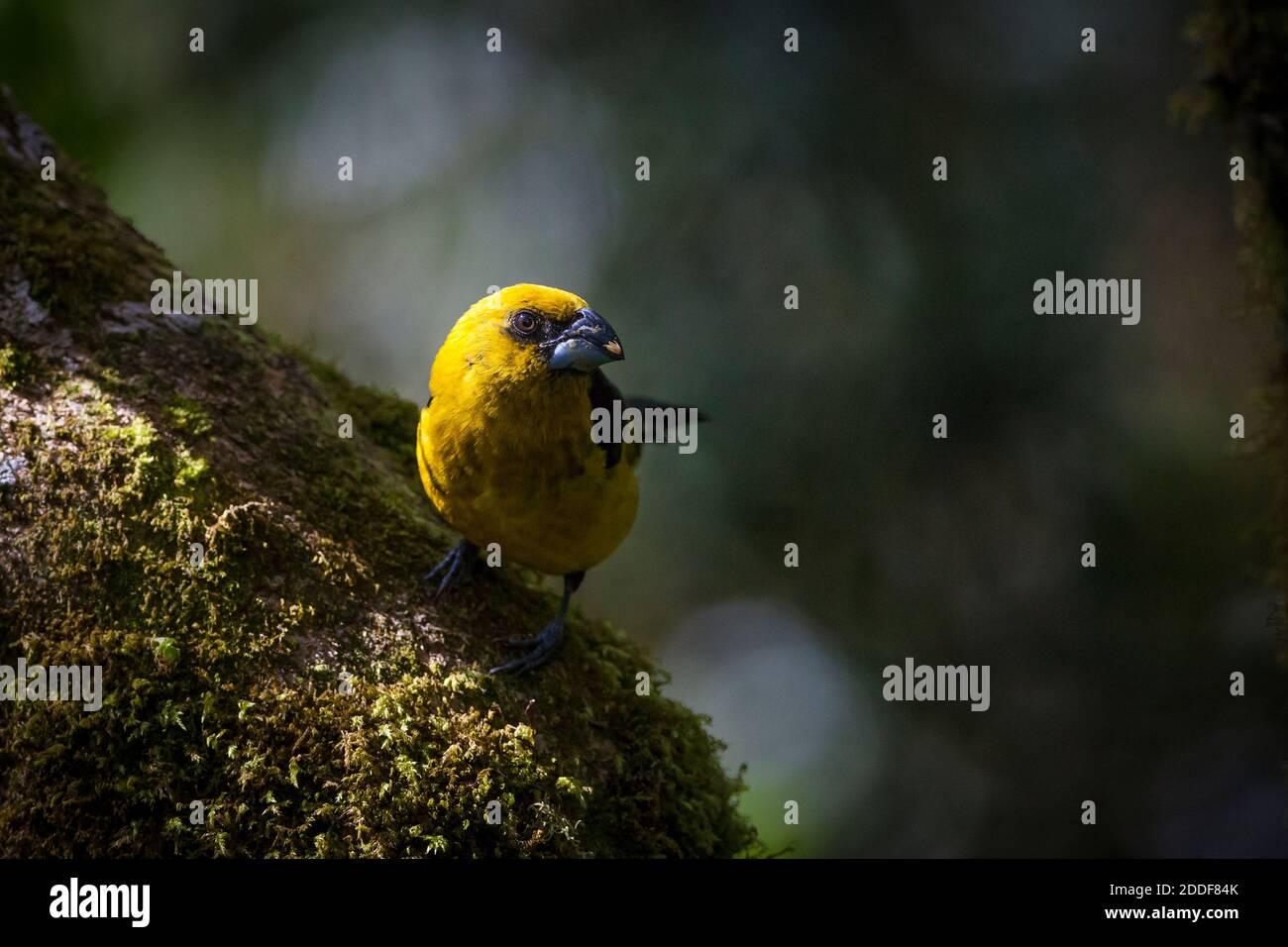 Black-thighed Grosbeak, Pheucticus tibialis, in the cloud forest of La ...