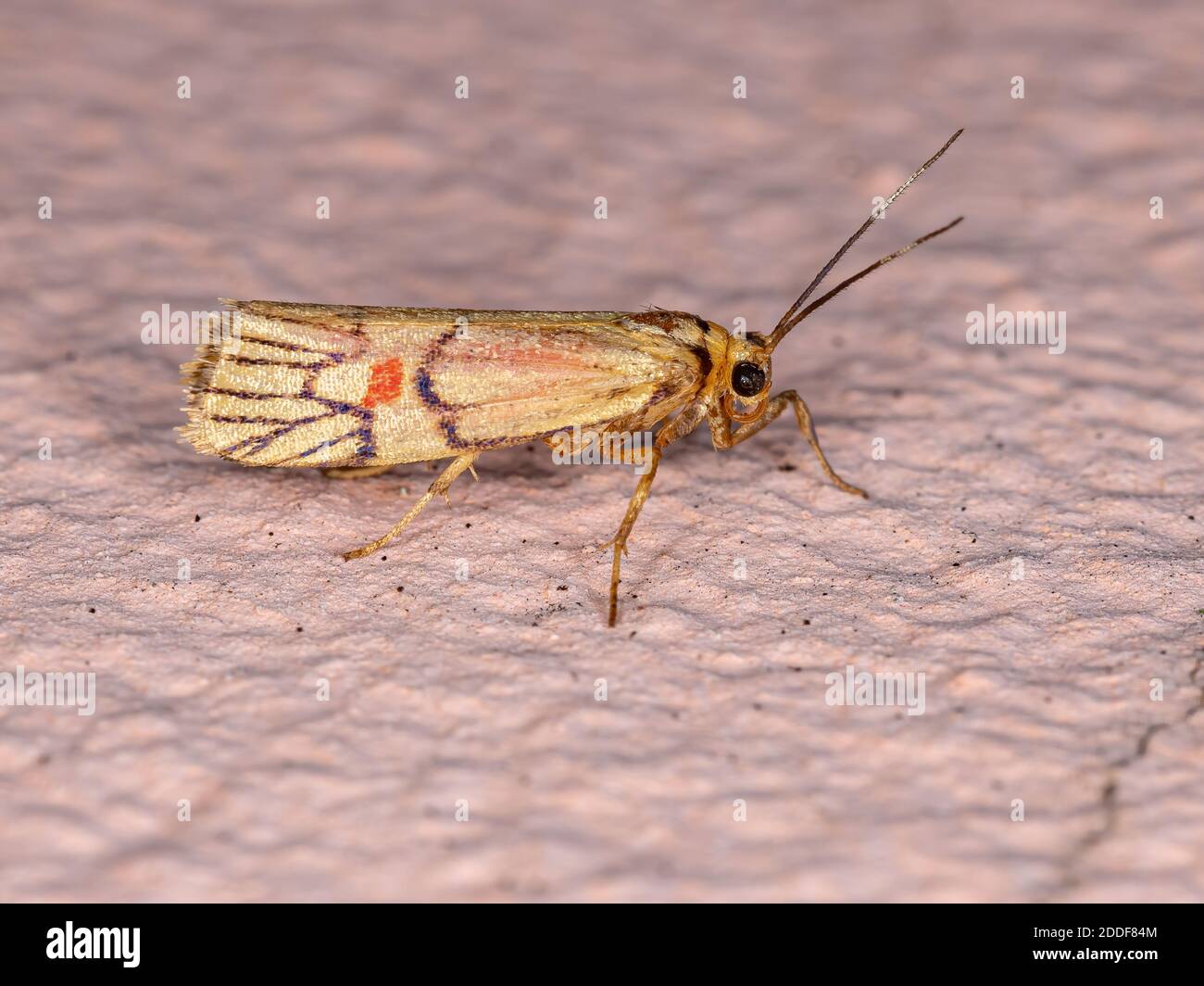 Lichen moth hi-res stock photography and images - Alamy