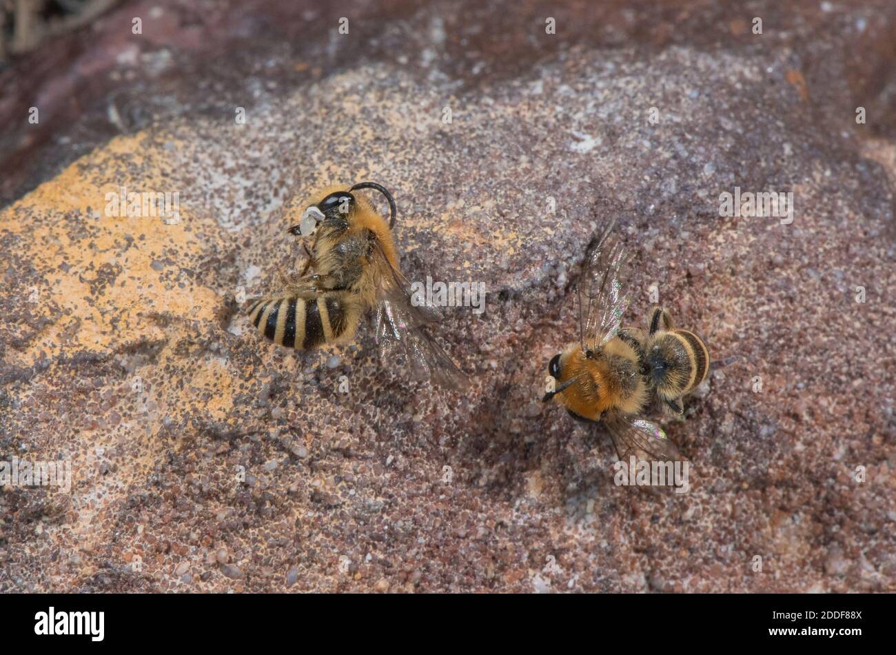 Dead Common Colletes, Colletes succinctus, on rock by nesting colony ...
