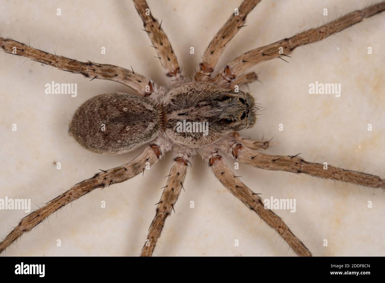Wolf Spider of the Family Lycosidae Stock Photo - Alamy