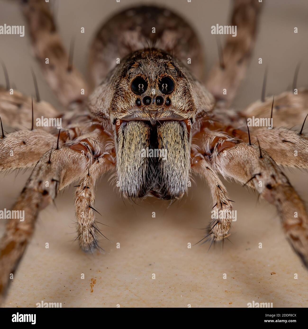 Wolf Spider of the Family Lycosidae Stock Photo - Alamy