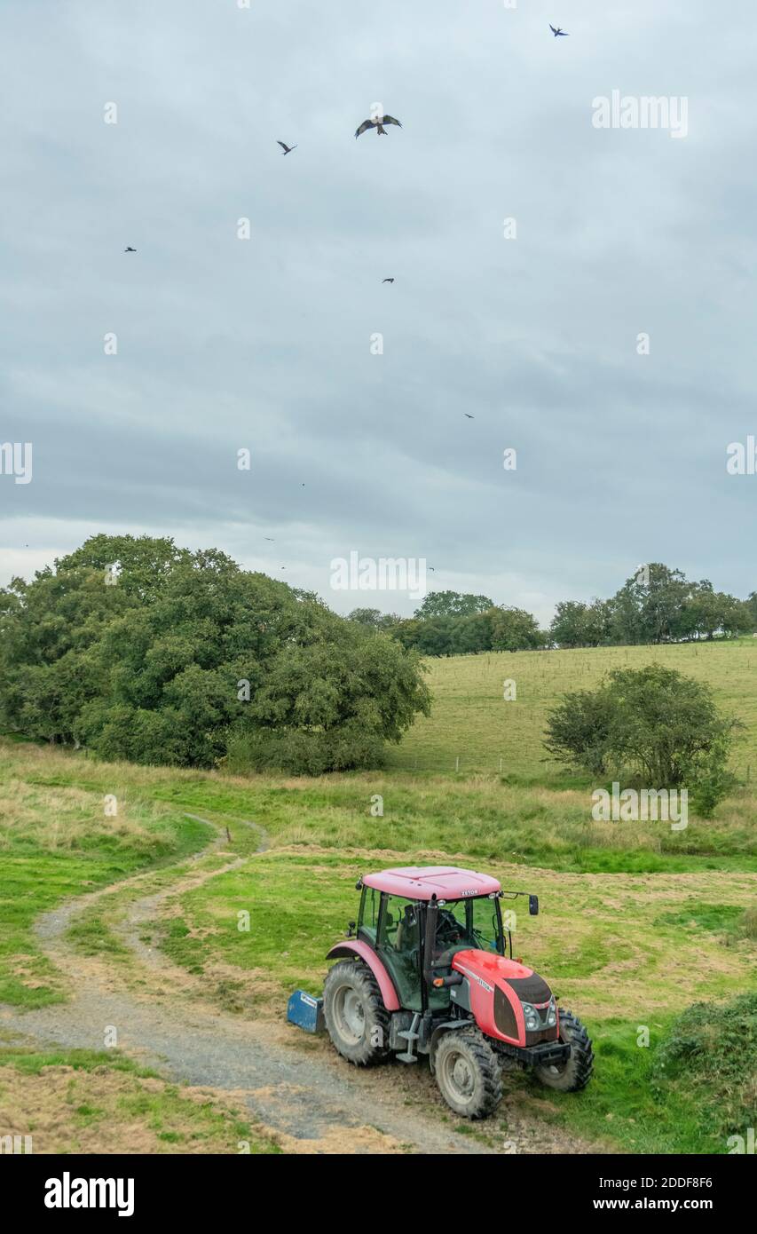 Red kite feeding time at Gigrin Farm, Rhayader, Powys, Wales Stock ...
