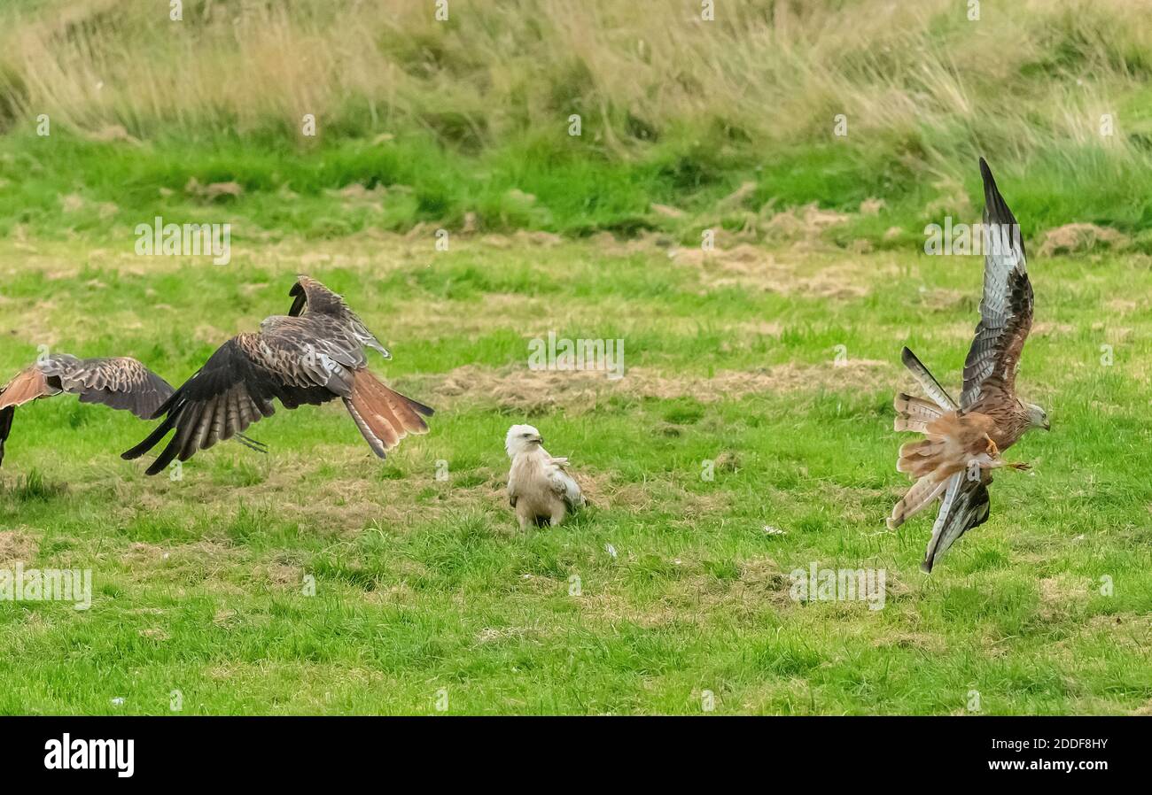 White (albino) Red Kite, Milvus milvus, being attacked by normal kites ...