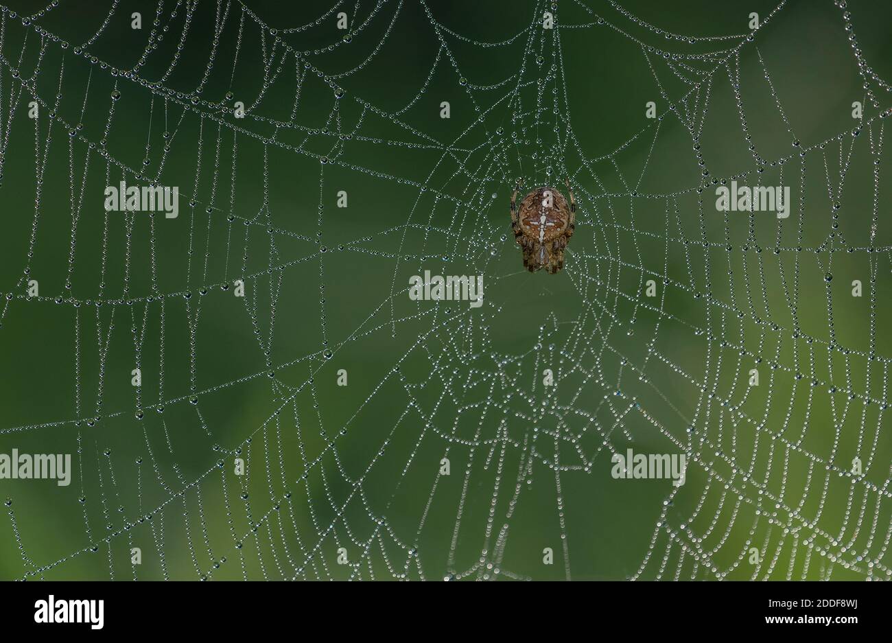 Female Garden spider, Araneus diadematus, on dewy orb-web on cool ...