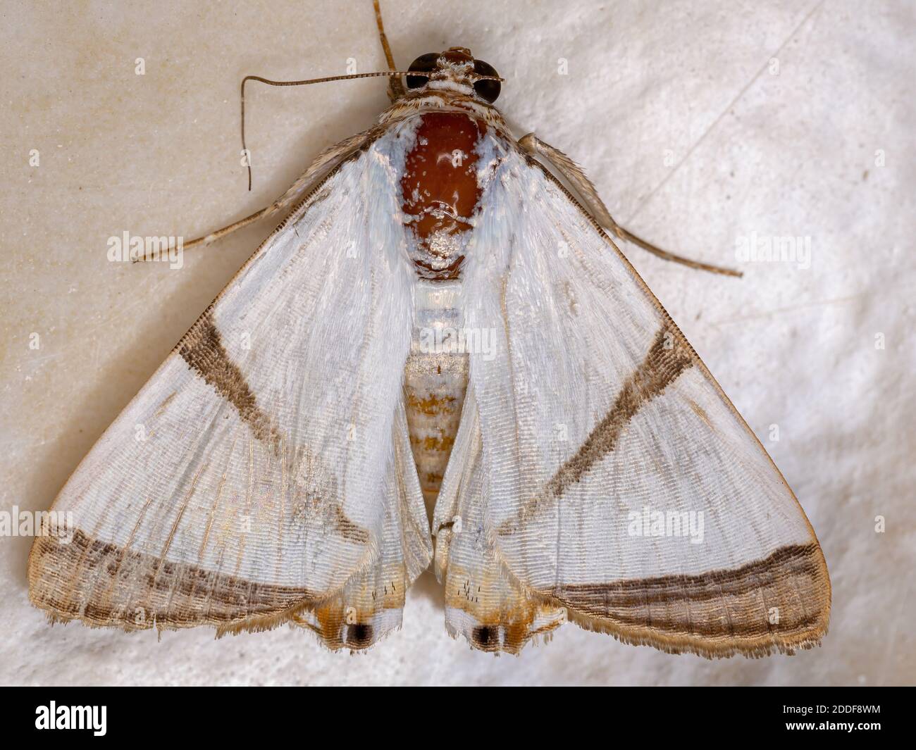 Blue underwing moth hi-res stock photography and images - Alamy
