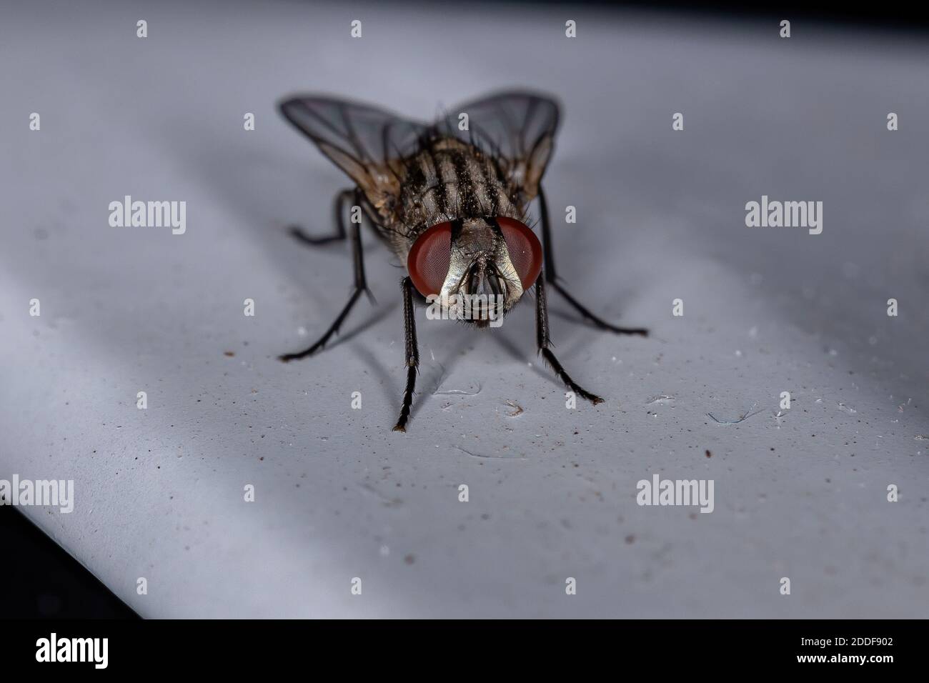 Musca domestica mouth hi-res stock photography and images - Alamy