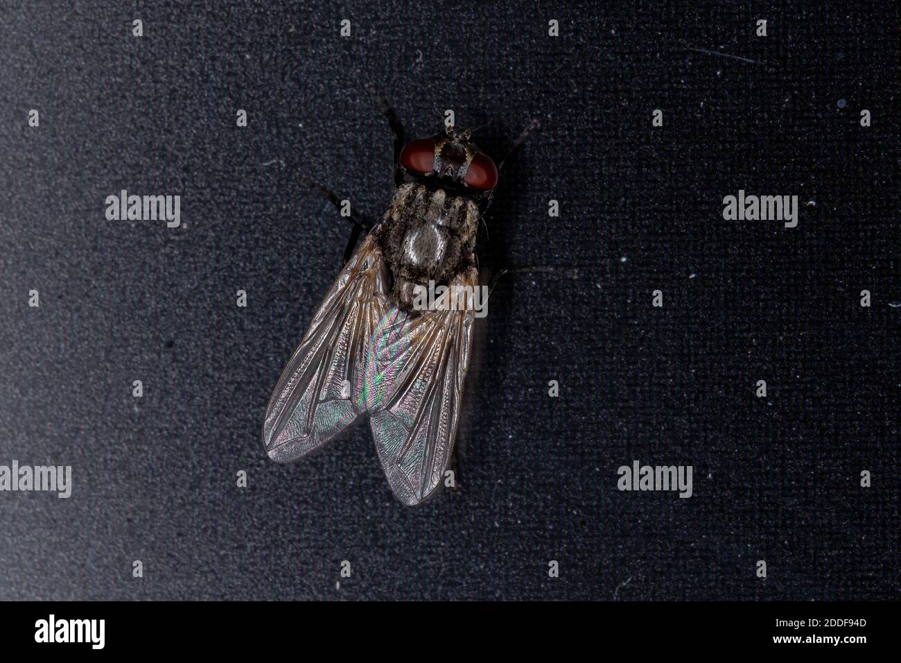 Musca domestica mouth hi-res stock photography and images - Alamy