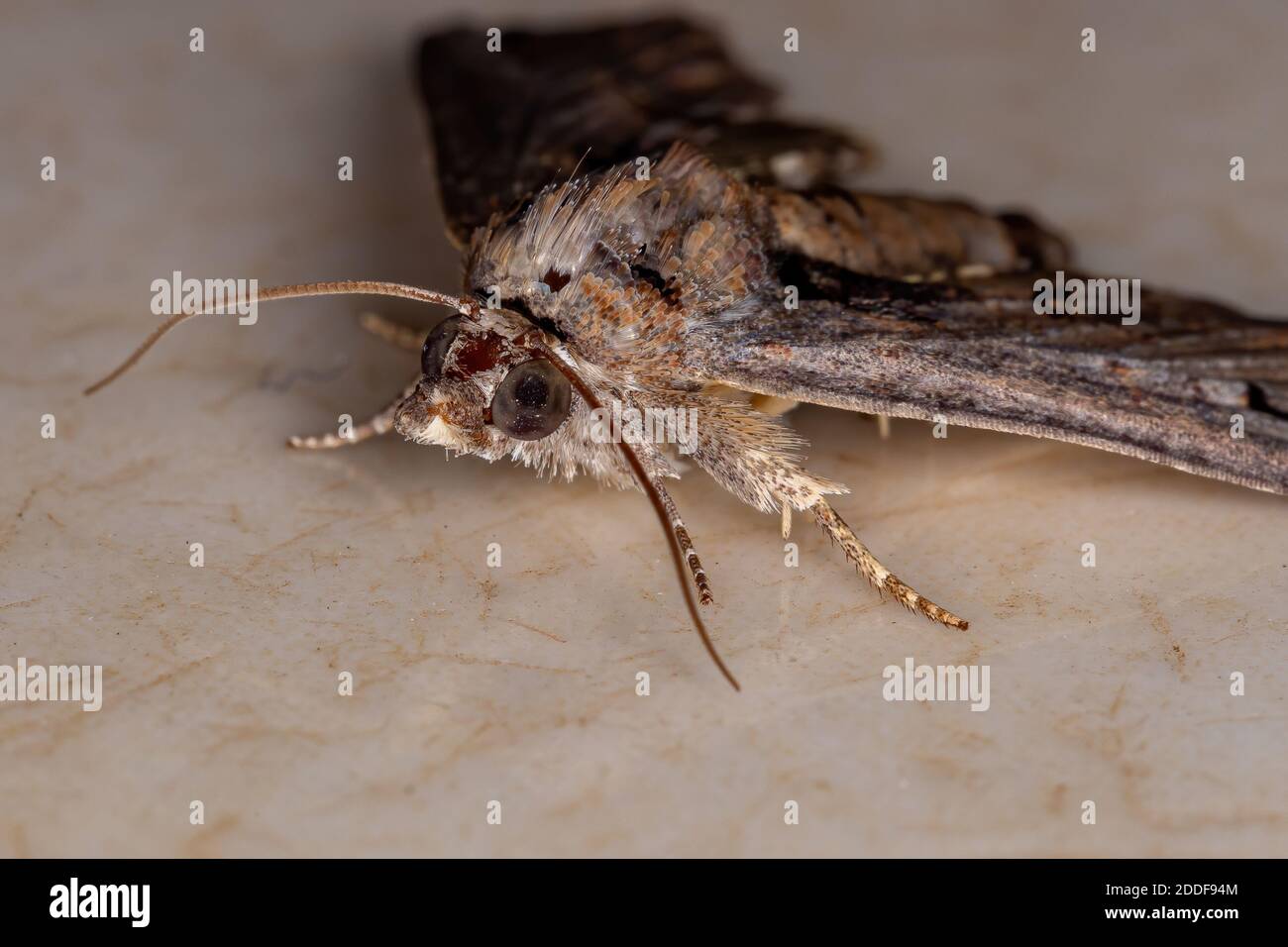 Euteliid Moth of the Family Euteliidae Stock Photo - Alamy