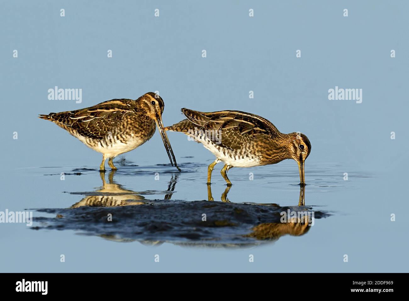 Snipe natural habitat hi-res stock photography and images - Alamy