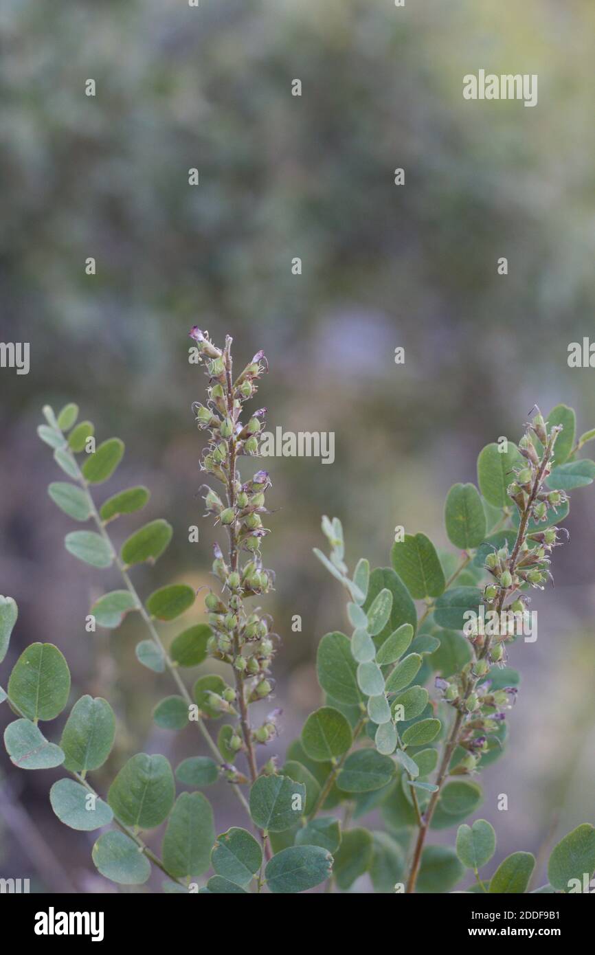 Green legume fruit, Chaparral Singlepetal Indigo, Amorpha Californica ...