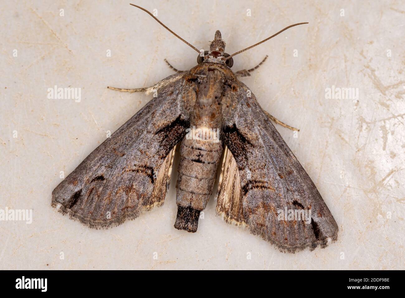 Family euteliidae hi-res stock photography and images - Alamy