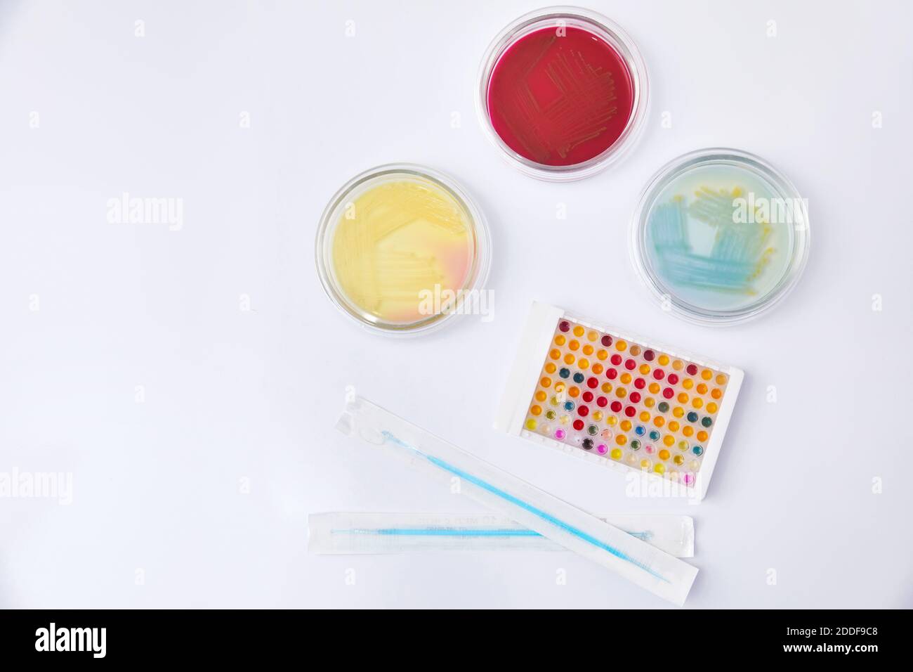 Microbiology Laboratory. Petri Dishes with Various Bacteria Samples ...