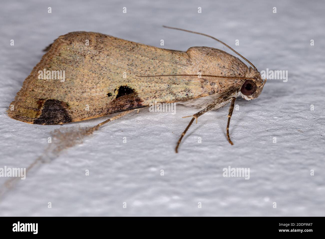Graphic Owlet Moth of the Tribe Melipotini Stock Photo - Alamy