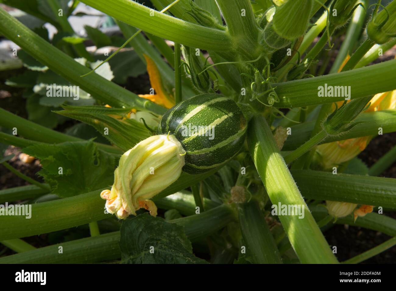Home Grown Organic Striped Round Courgette or Zucchini (Cucurbita pepo ...