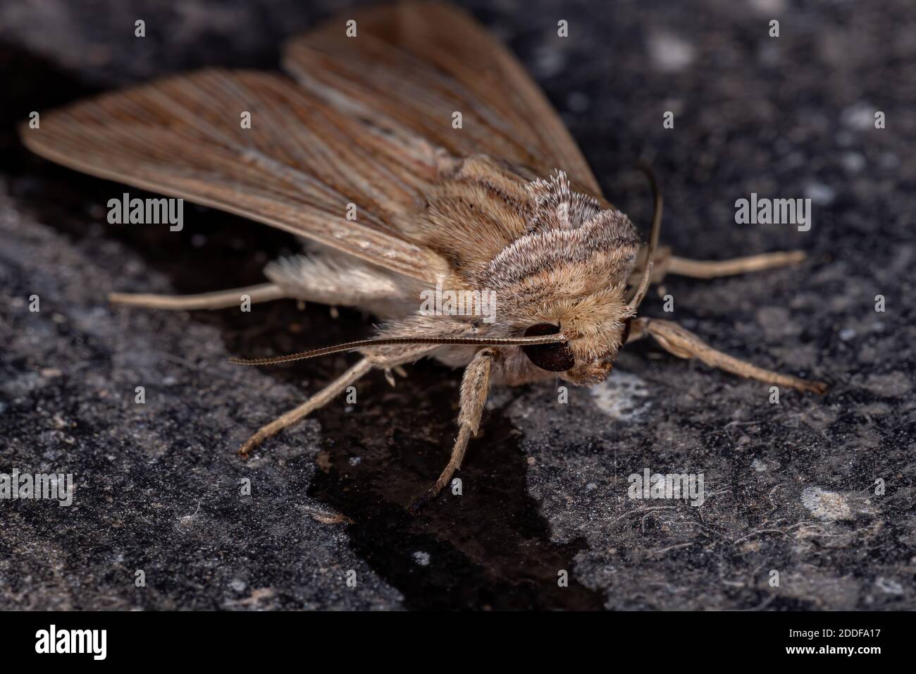 Wainscot Moth of the Tribe Leucaniini Stock Photo - Alamy