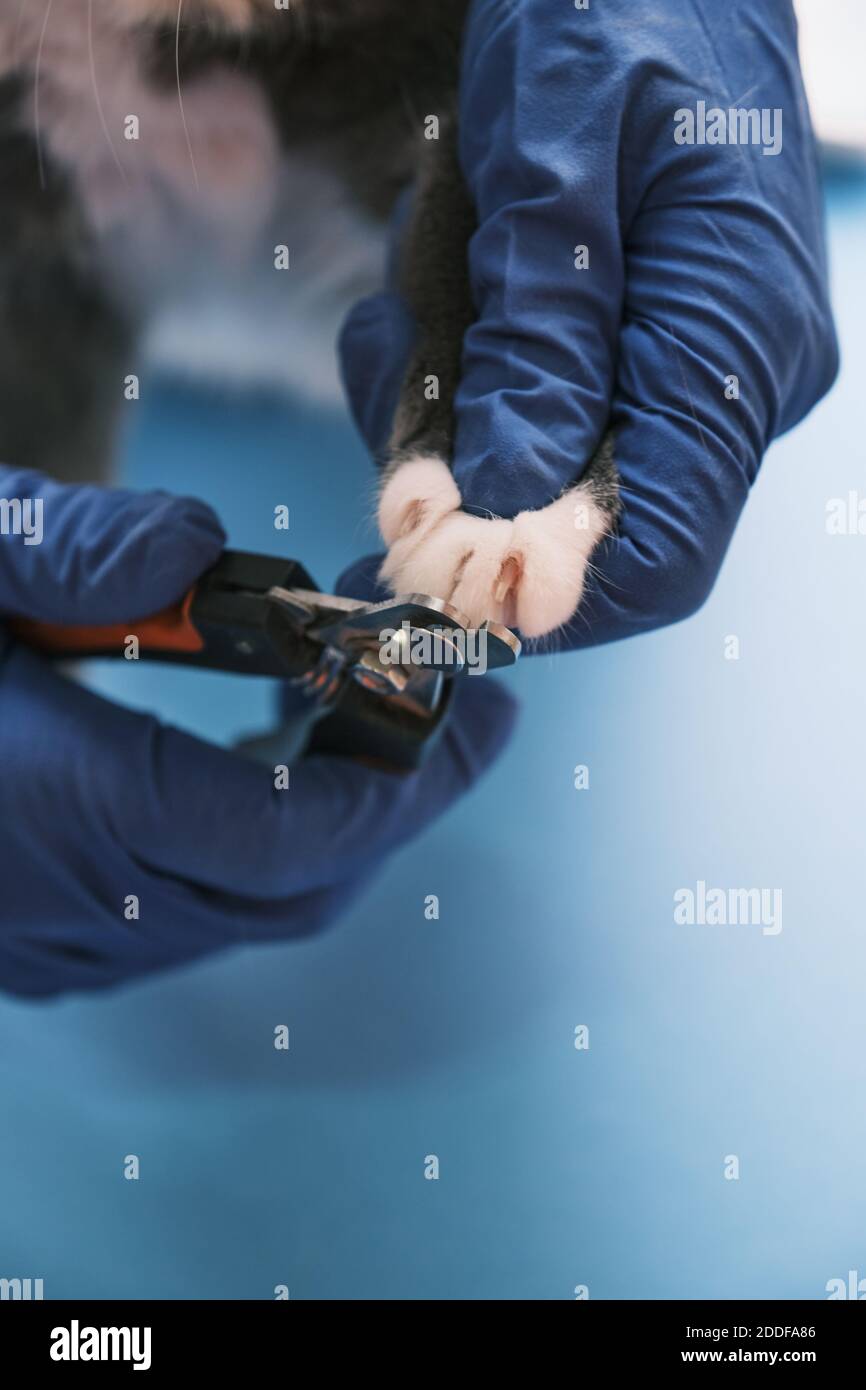Female Veterinarian cutting cats claws. Closeup shot Stock Photo - Alamy