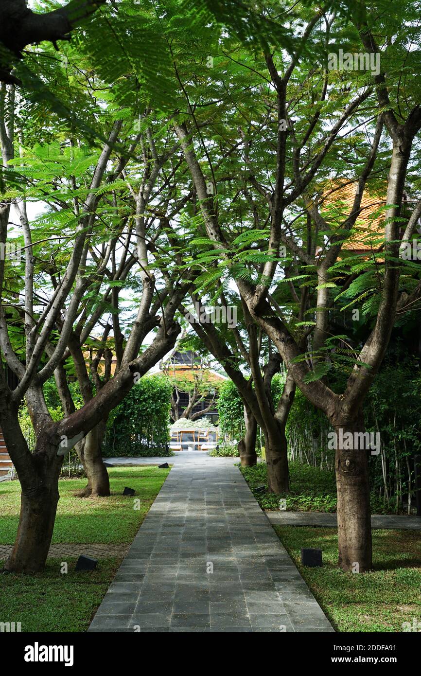 Natural ecology pathway among big green plant tunnel arch Stock Photo ...