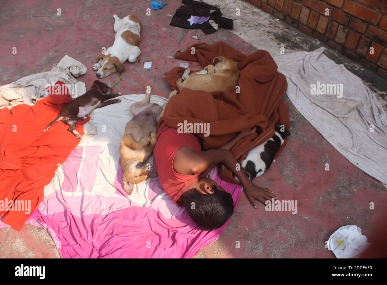 Street children and dogs are sleeping on the sidewalk together. Photo ...