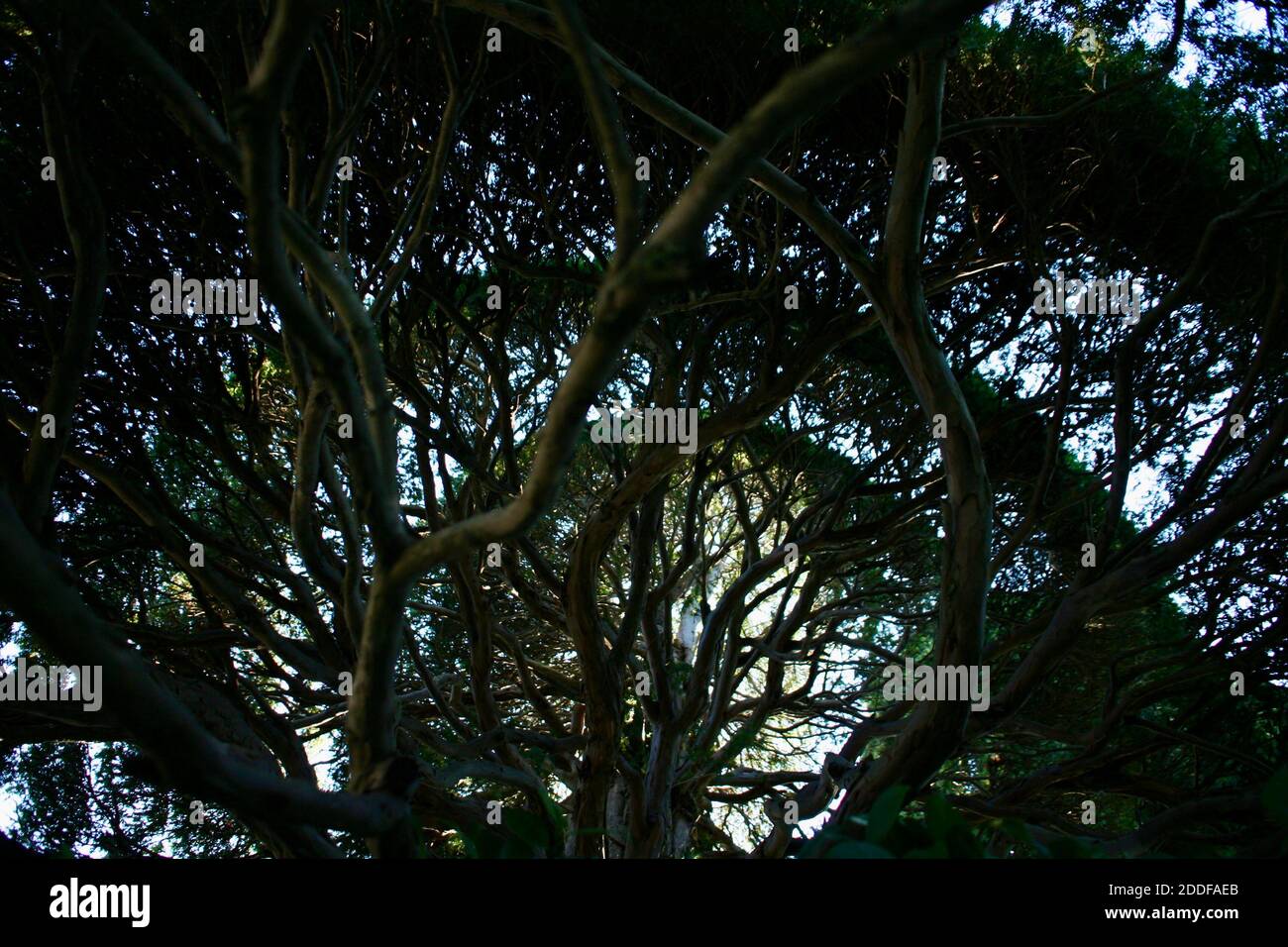 Blue clear skies behind fully grown beautiful green branches of a tree ...