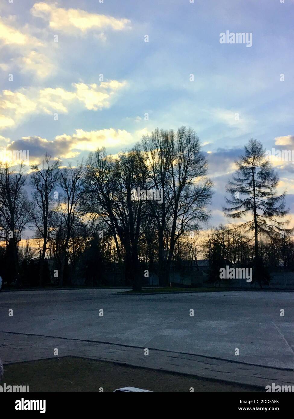 Beautiful dramatic moment of trees and skies in contrast. Blue, orange ...