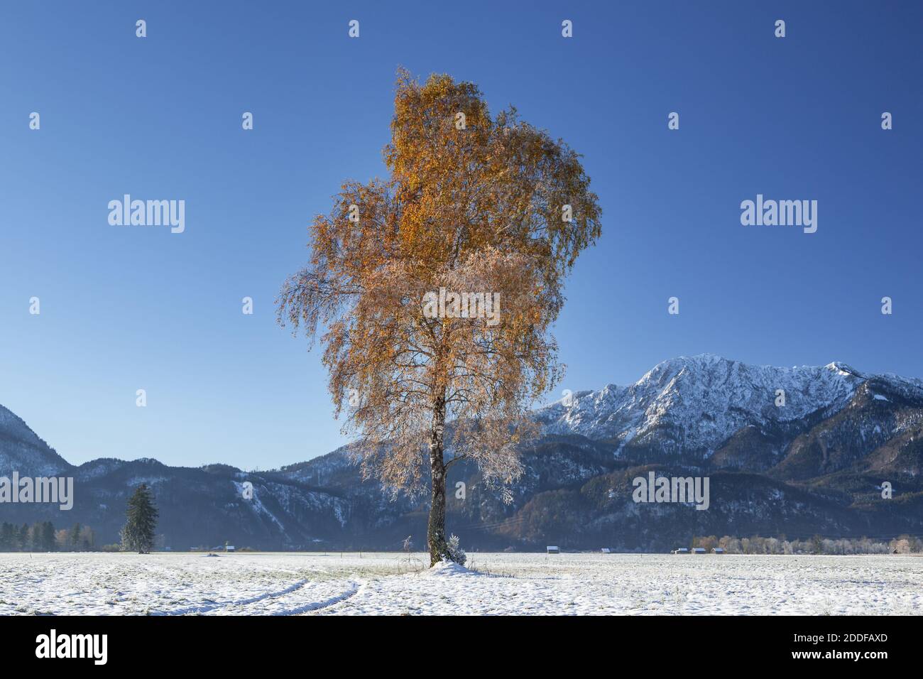 Northern Europe Birch Not Lake High Resolution Stock Photography and ...