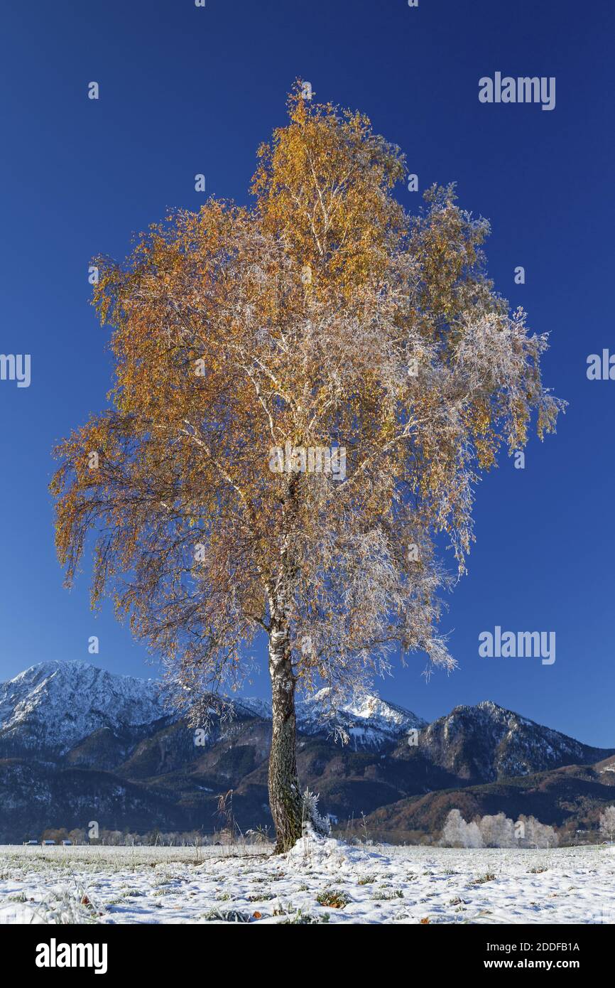 Northern Europe Birch Not Lake High Resolution Stock Photography and ...