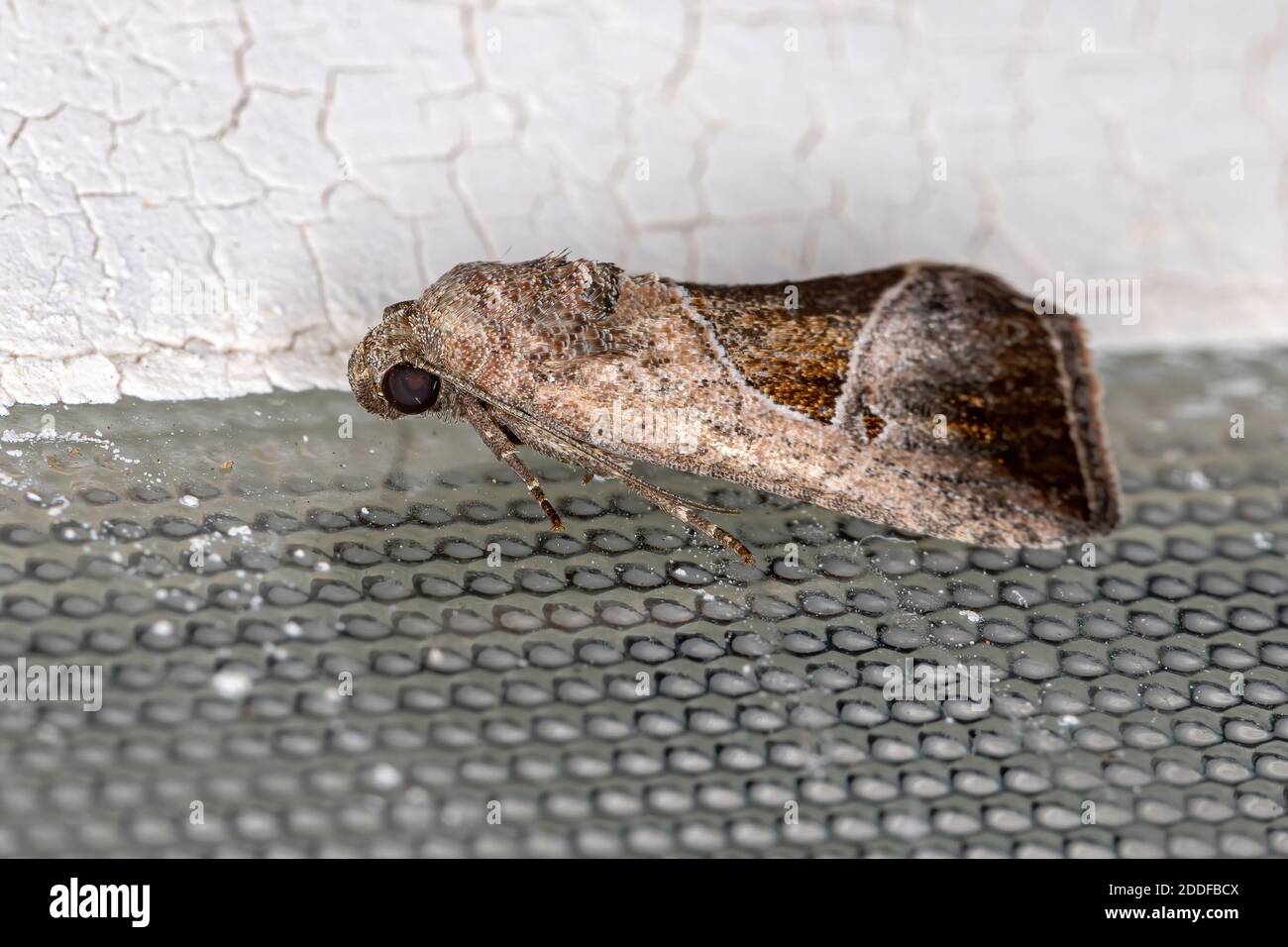 Midget moth of the Genus Elaphria Stock Photo - Alamy