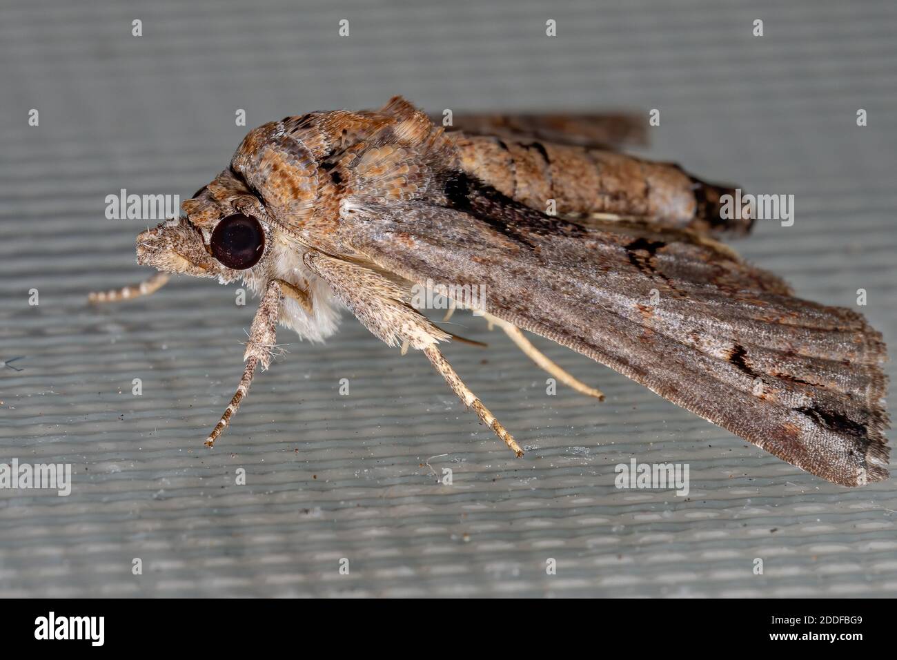 Family euteliidae hi-res stock photography and images - Alamy