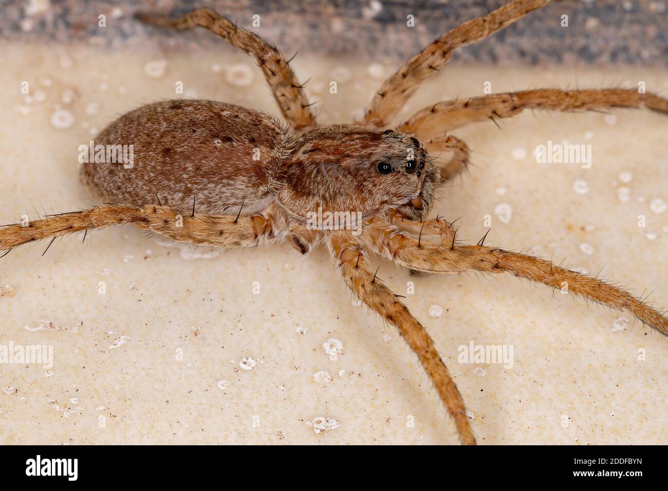 Wolf Spider of the Family Lycosidae Stock Photo - Alamy