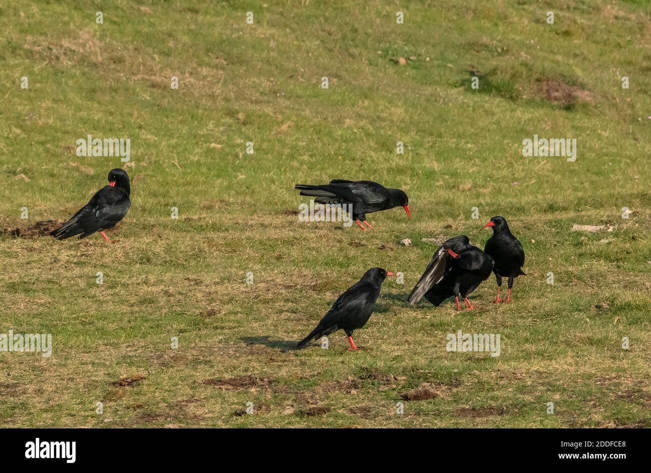 Red billed chough feeding hi-res stock photography and images - Alamy