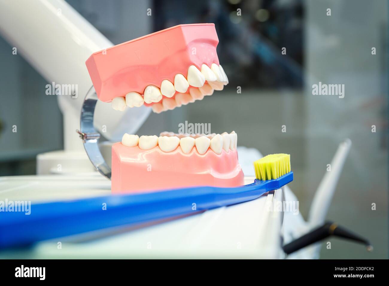 Model of a human jaw and toothbrush in a dental office. Healthcare and ...