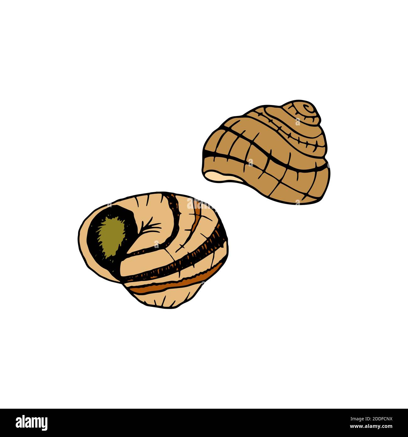 Vector hand drawn escargot. French cuisine dish of snails. Design ...