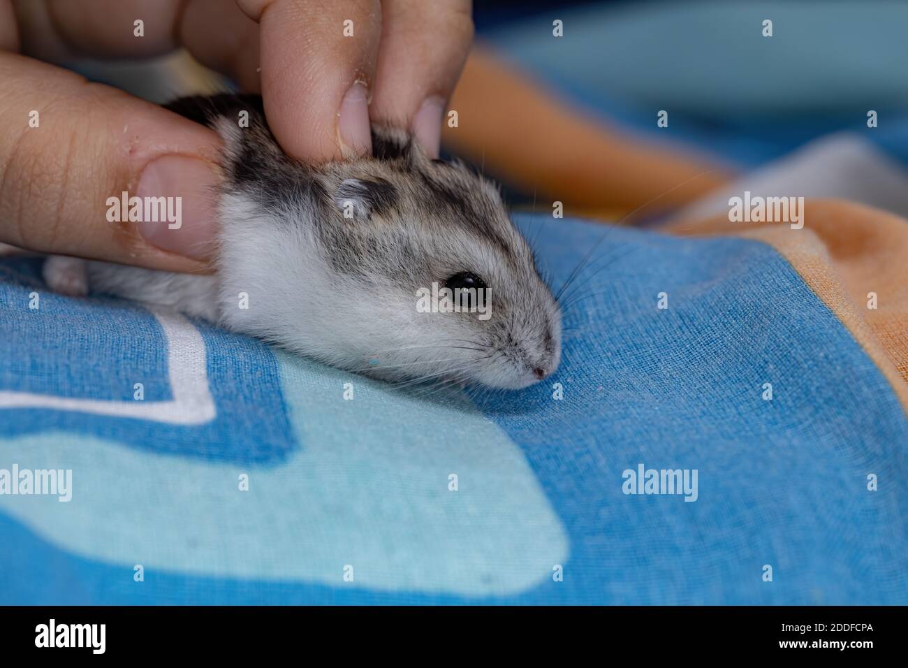Campbell's dwarf hamster of the species Phodopus campbelli Stock Photo ...