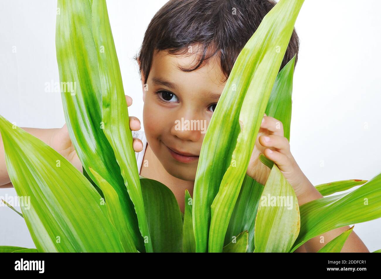 Child hide behind leaf hi-res stock photography and images - Alamy