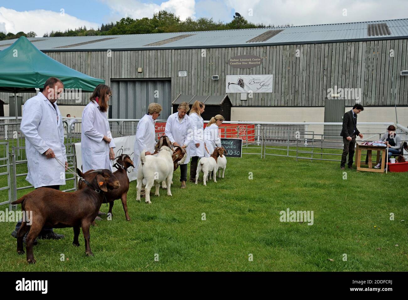Boer goats being judged for best of breed at the Royal Welsh spring ...