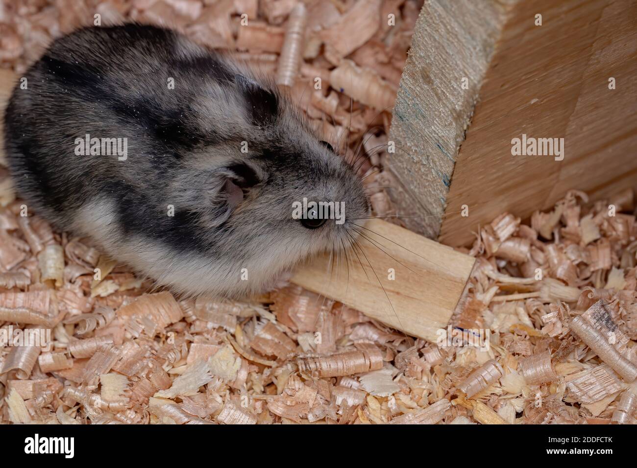 Campbell's dwarf hamster of the species Phodopus campbelli Stock Photo ...