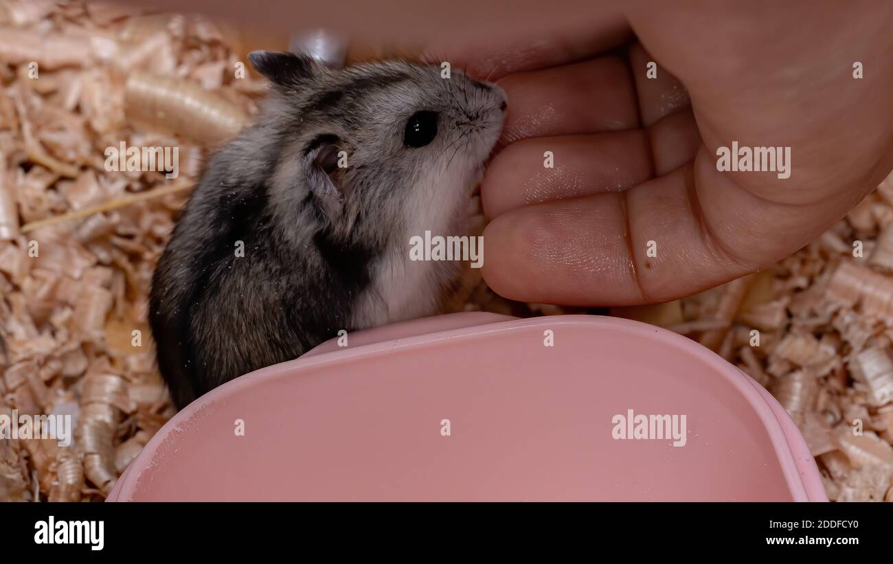 Campbell's dwarf hamster of the species Phodopus campbelli Stock Photo ...