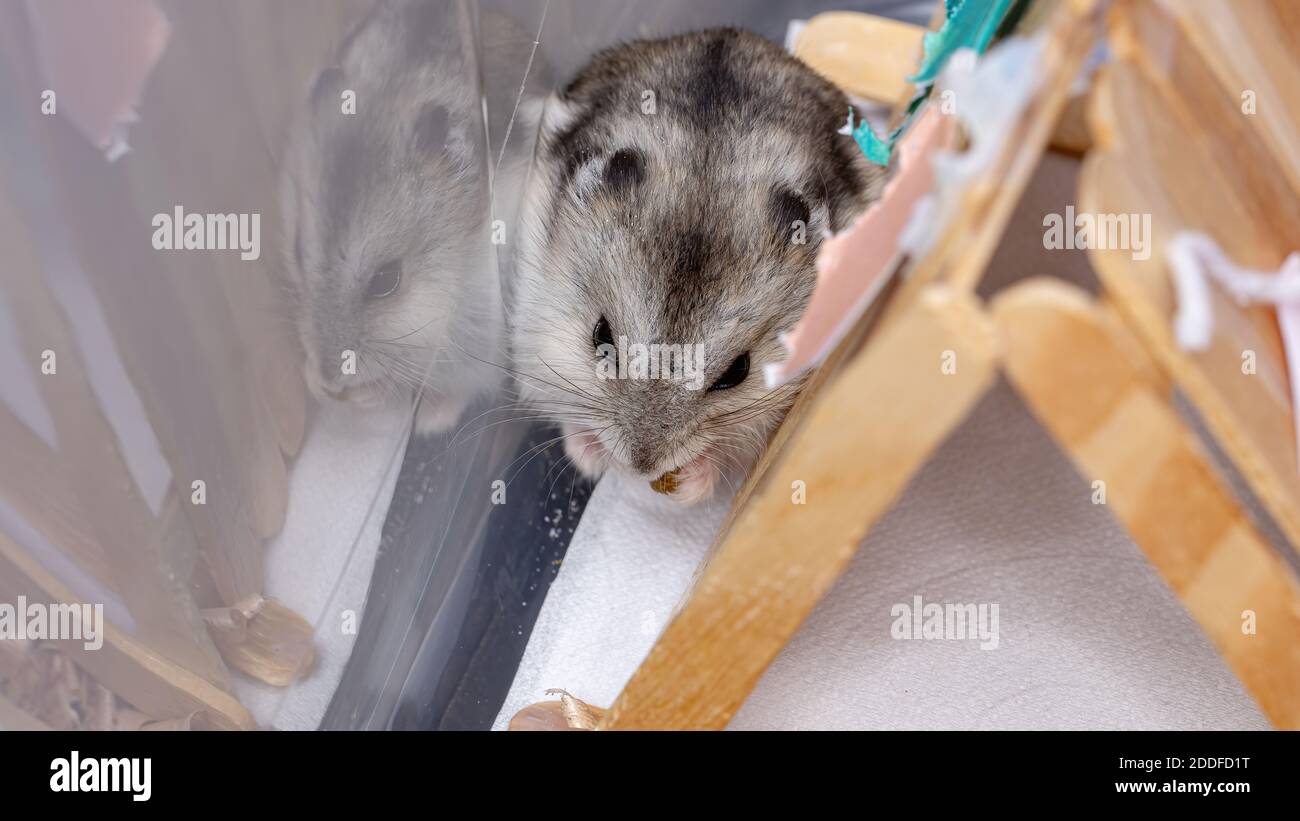 Campbell's dwarf hamster of the species Phodopus campbelli Stock Photo ...