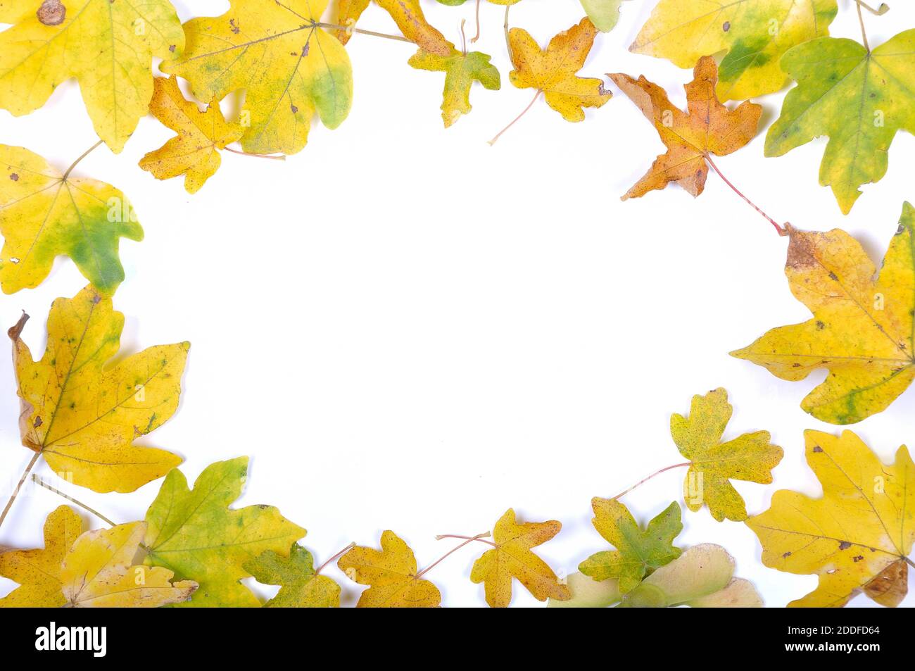 Fall details, leaves isolated and great for your text Stock Photo - Alamy