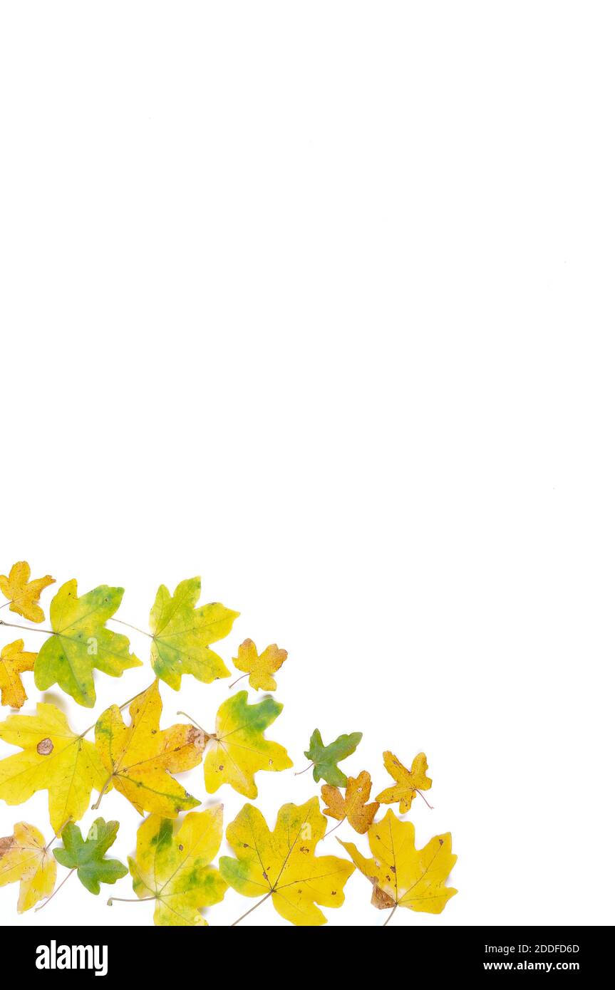 Fall details, leaves isolated and great for your text Stock Photo - Alamy