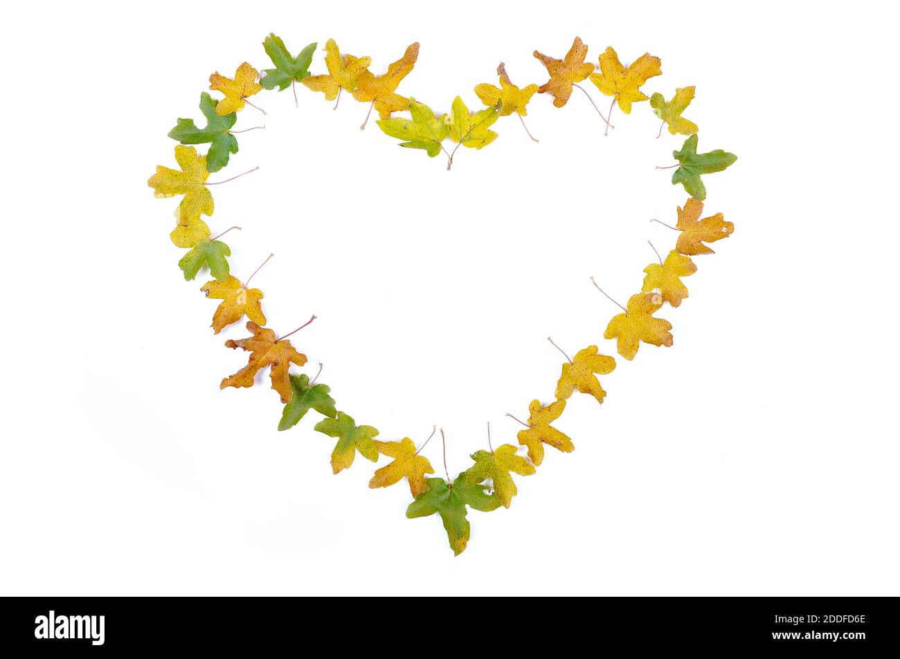 Fall details, leaves isolated and great for your text Stock Photo - Alamy