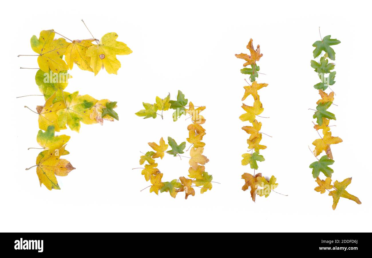 Fall details, leaves isolated and great for your text Stock Photo - Alamy